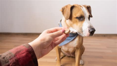 Consejos Para Alimentar Correctamente A Tu Perro Ciudad Animal