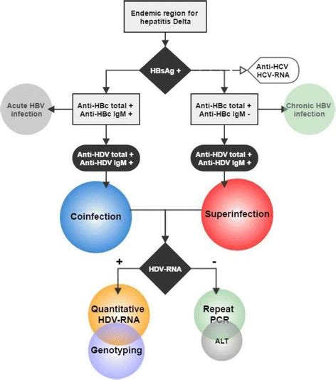 Hepatitis D Virus Structure Genome Replication Pathogenesis Biology Notes Online