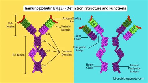 Immunoglobulin E Ige Definition Structure And Functions Biology