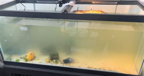 Turtle Shell Rot Pictures Treatment And Prevention TurtleHolic