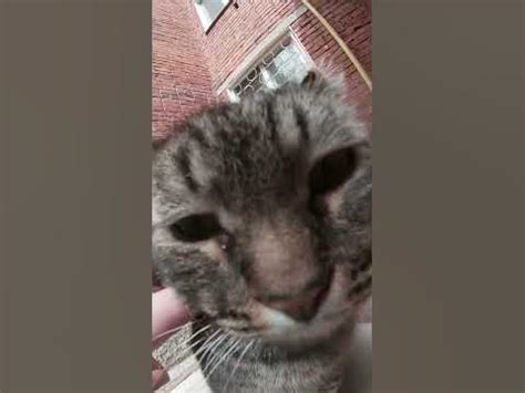 Мега котик Васька - YouTube