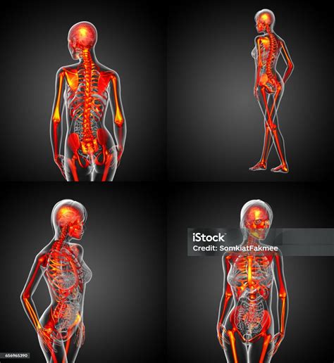 인간 골격의 의료 그림을 렌더링 하는 3d 3차원 형태에 대한 스톡 사진 및 기타 이미지 3차원 형태 건강관리와 의술