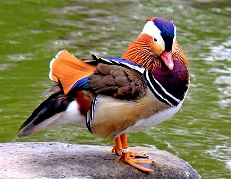 All About The Mandarin Duck — The Worlds Most Beautiful Duck