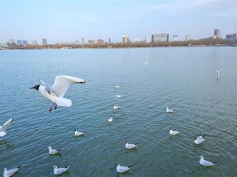 公園的紅嘴鷗 每日頭條