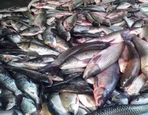 Feni Fish And Formalin Morgue Preservative In Seafood Provokes