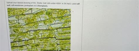 Solved Upload Your Tabeled Drawing Of The Elodea Leaf Cells