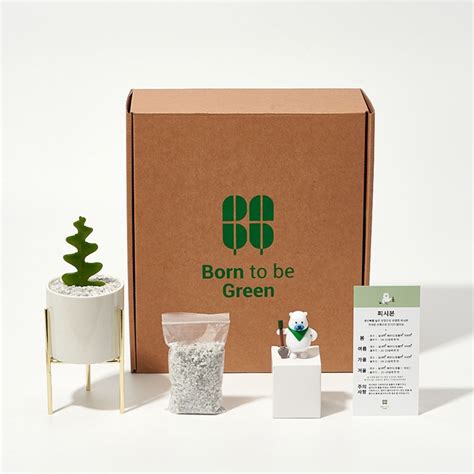 공기정화 피시본 다육화분 선물포장 세트 피시본유광 세라믹화분골드 스탠드피규어 감도 깊은 취향 셀렉트샵 29cm