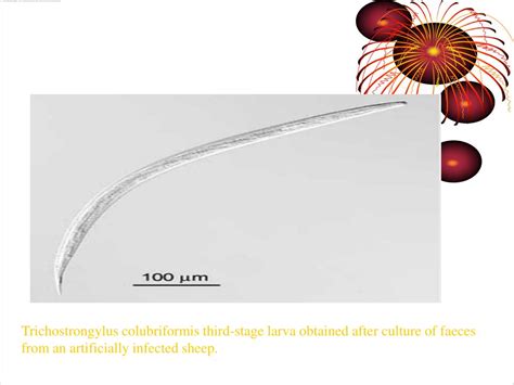 Ppt Trichostrongylus Spp Powerpoint Presentation Free Download Id