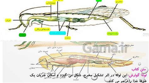 پاورپوینت نکات کامل و جامع ترکیبی از ملخ در کتاب های سه سال دبیرستان گاما