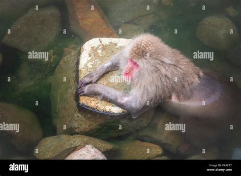 A Snow Monkey Relaxing In The Hot Springs Stock Photo Alamy