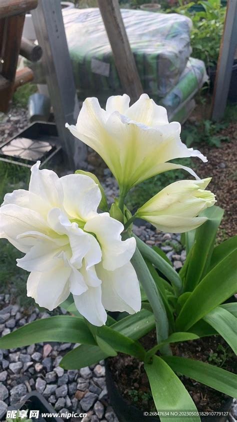 白色朱顶红摄影图花草生物世界摄影图库昵图网