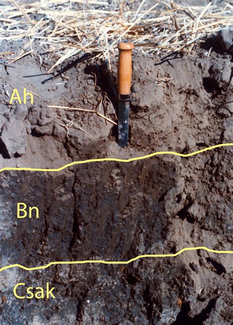 Solonetzic Order Soils Of Canada