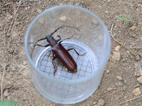 From My Hearth To Yours Bug Out Pine Sawyer Beetle