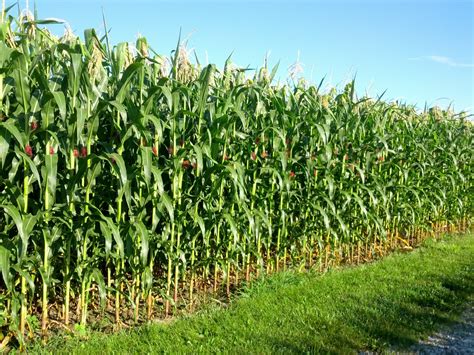 Corn Porn The Farmers Life