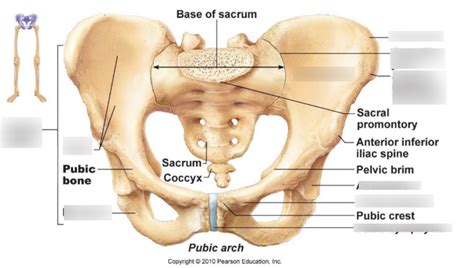 Pelvic Girdle Diagram Quizlet