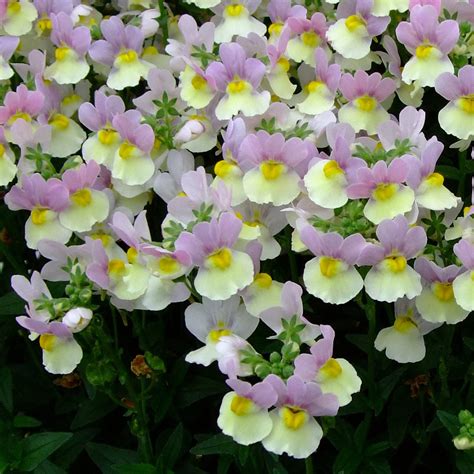 Nemesia Aroma Easter Bonnet J Parker Dutch Bulbs