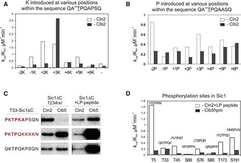 Dynamics Of Cdk Substrate Specificity During The Cell Cycle Molecular Cell