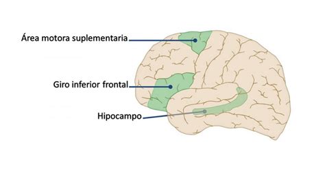 Supplementary Motor Area Brain Parts And Functions Psychology 2023 Supplementary Motor Area Brain Parts And Functions Psychology 2023