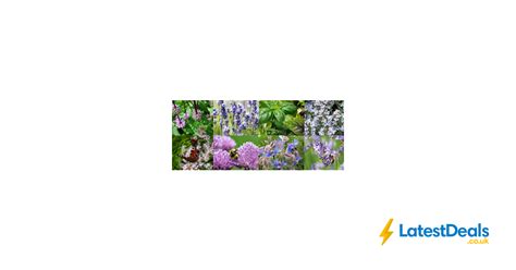 Win A Pollinator Herb Collection From Hettys Herbs