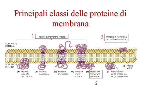 Struttura E Funzione Della Membrana Plasmatica Le Funzioni