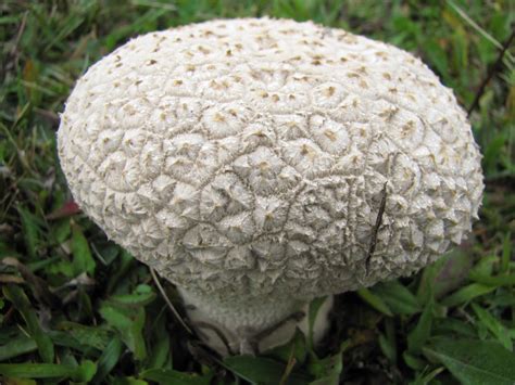 Головач мешковатый (Bovistella utriformis) фото и описание