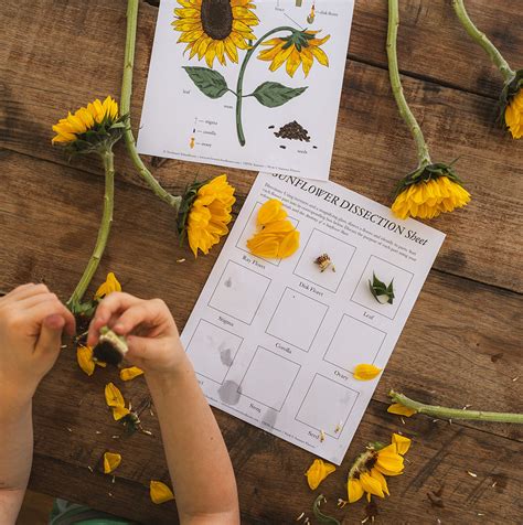Parts Of A Sunflower And Their Functions Worksheet Pdf Infoupdate Org