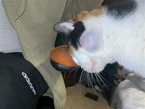 Im Starting To Get Really Worried About This Cyst Like Thing On My Cats Face Ive Been Trying