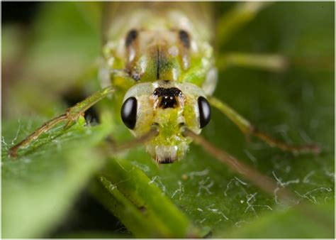 How To Get Rid Of A Grasshopper Infestation Orange Marigolds