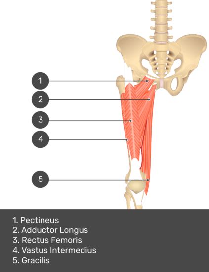 Rectus Femoris Muscle Getbodysmart