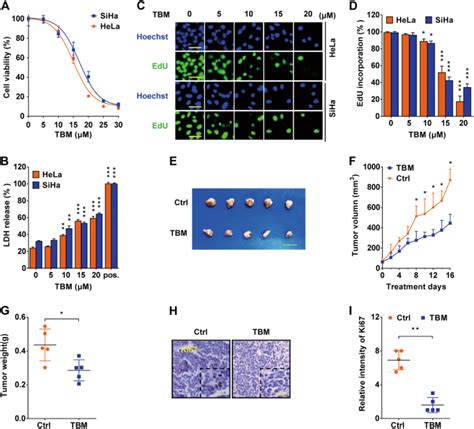 Tubeimoside I Induces Accumulation Of Impaired Autophagolysosome
