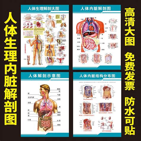 特賣 人體內臟器官構造圖系統解剖解刨示意圖宣傳海報牆貼醫院醫學掛圖 蝦皮購物