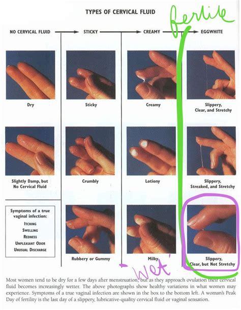 Cervical Mucus Ovulation Chart Tracking Cervical Fluid 101 Cervical