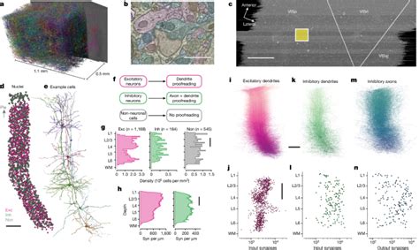 The Tissues Of The Mouse Cortex Efficiently Classifies Cells Daily