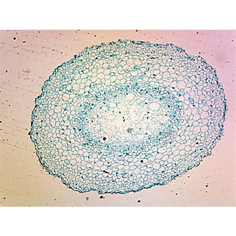 Prepared Microscope Slide Typical Monocot Lilium Root Tip C S
