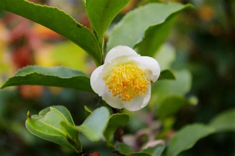 お茶の花が咲いてます にほん茶のある暮らし 楽天ブログ