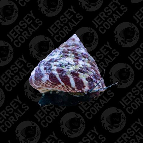 Trochus Snail 5 Pack Jersey Corals