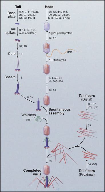 Macromolecular Assembly Basicmedical Key