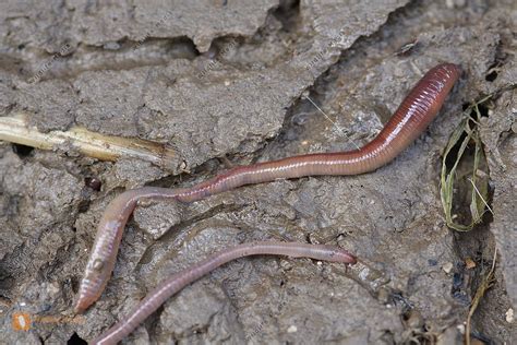 Regenwurm Bild Bestellen Naturbilder Bei Wildlife Media