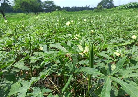 Kranthi Ravi Hybrid Seeds