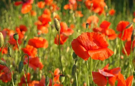 Wallpaper Red Mac Poppies For Mobile And Desktop Section цветы