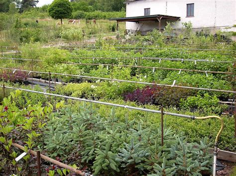 Baumschule Baumschule Kammbach