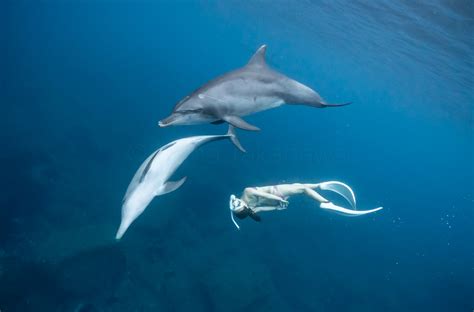 Dolphin with swimmer 水中写真家 高縄奈々