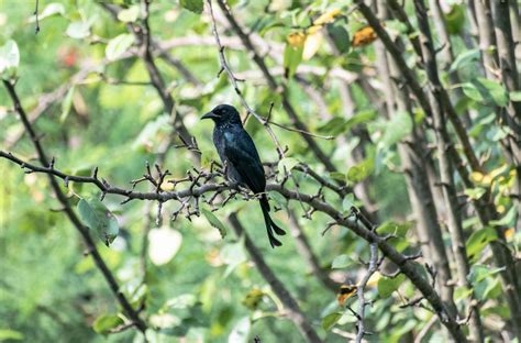 Spangled Drongo Bird Animal Free Photo On Pixabay Pixabay