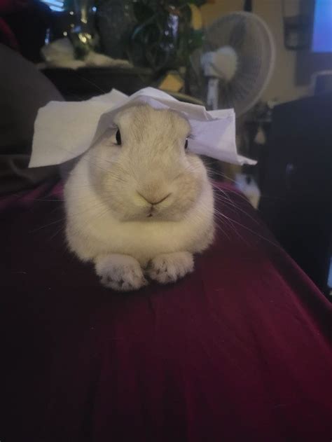 Bunny Loaf