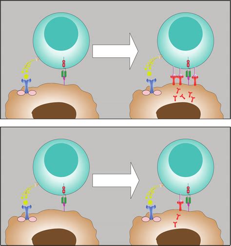 Schematics Of The Ifnγr Signaling Pathway Was Required For Sufficient
