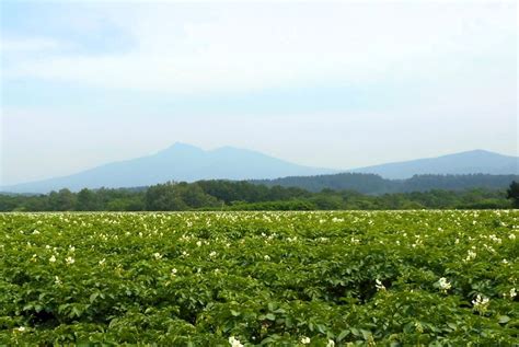 ジャガイモの花が咲きました：北海道農政事務所
