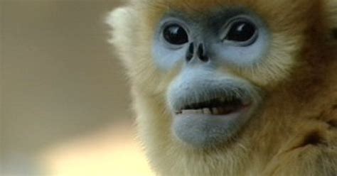 국내 최초로 손오공 모델 황금 원숭이 공개