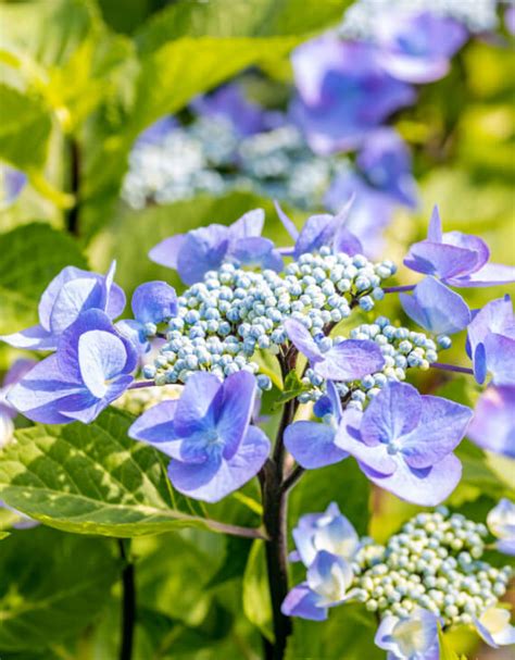 Hydrangea Macrophylla Zorro ® Hortensia à Grandes Feuilles Bleu