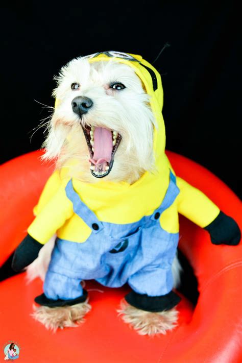 Simba The Mini Minion Dog Costume Come Wag Along