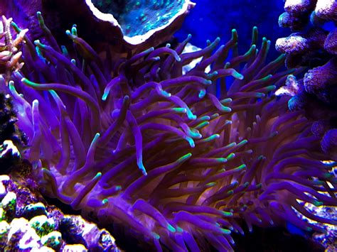 Purple Bubble Tip Anemone Reef2reef
